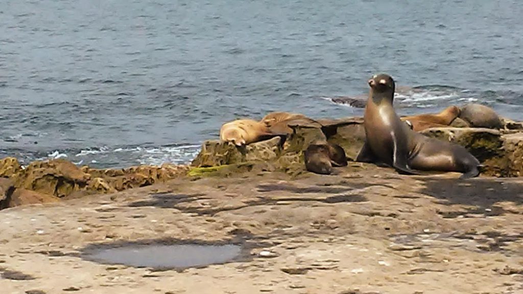 Let's Take A La Jolla Coast Walk! – San Diego Beach Secrets
