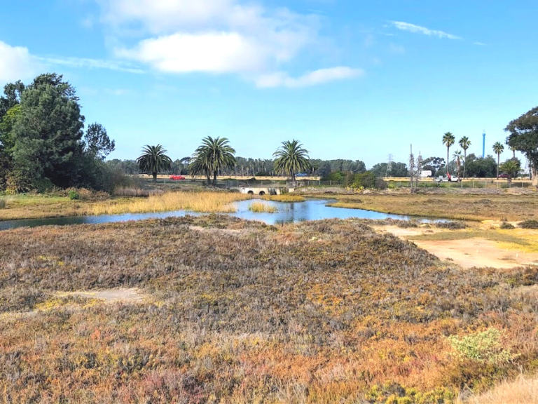Slough What? Discovering Famosa Slough – San Diego Beach Secrets