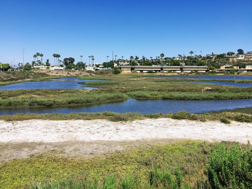 Slough What? Discovering Famosa Slough – San Diego Beach Secrets
