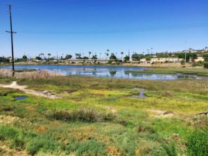 Slough What? Discovering Famosa Slough – San Diego Beach Secrets