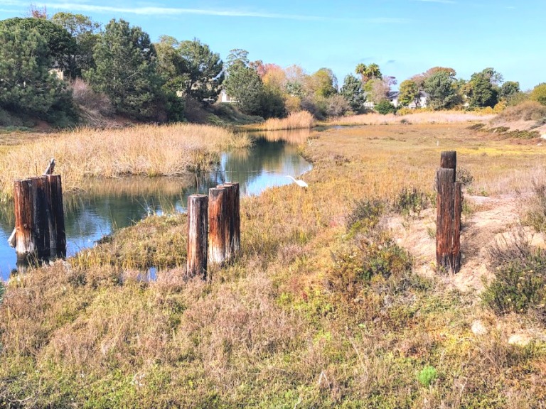 Slough What? Discovering Famosa Slough – San Diego Beach Secrets