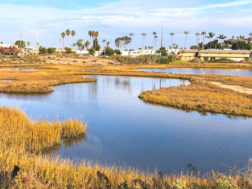 Slough What? Discovering Famosa Slough – San Diego Beach Secrets