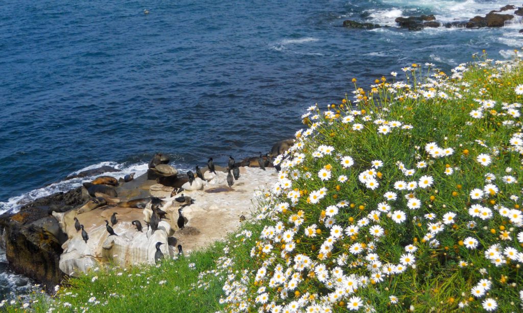Southern California Native Plants – San Diego Beach Secrets