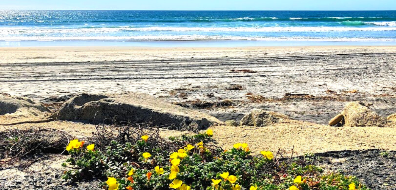 Best San Diego Hikes on the Coast – San Diego Beach Secrets