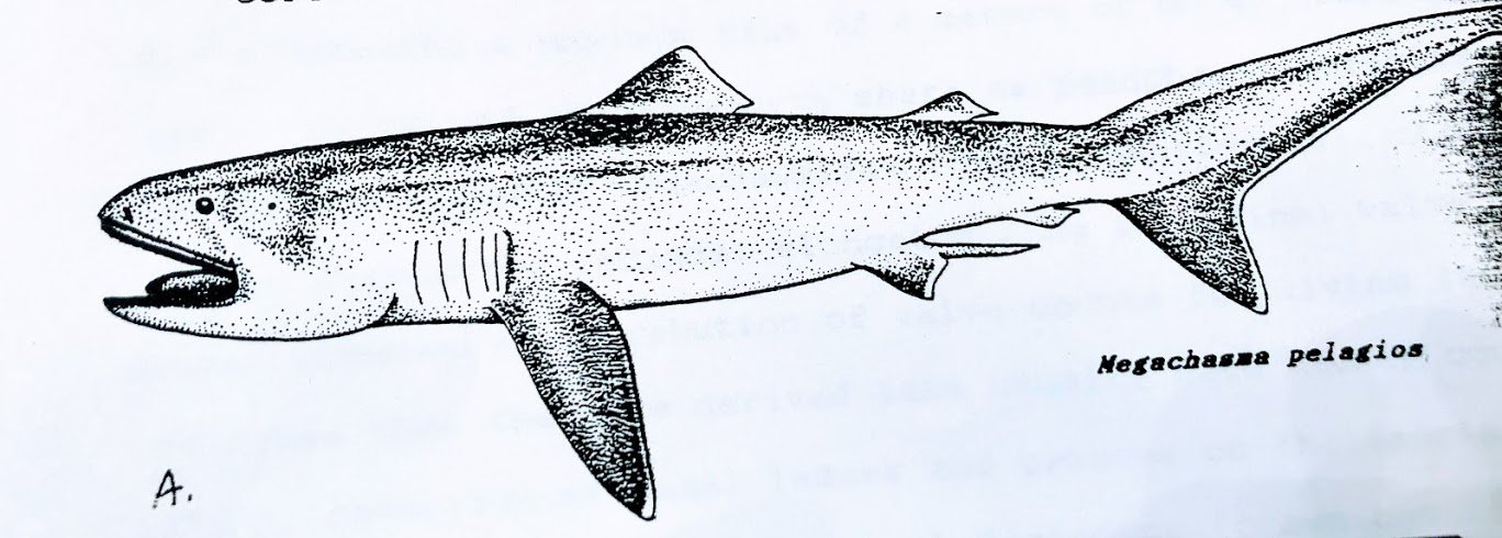 The Megamouth Shark- A New Species – San Diego Beach Secrets