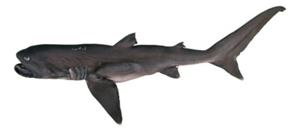 The Megamouth Shark- A New Species – San Diego Beach Secrets