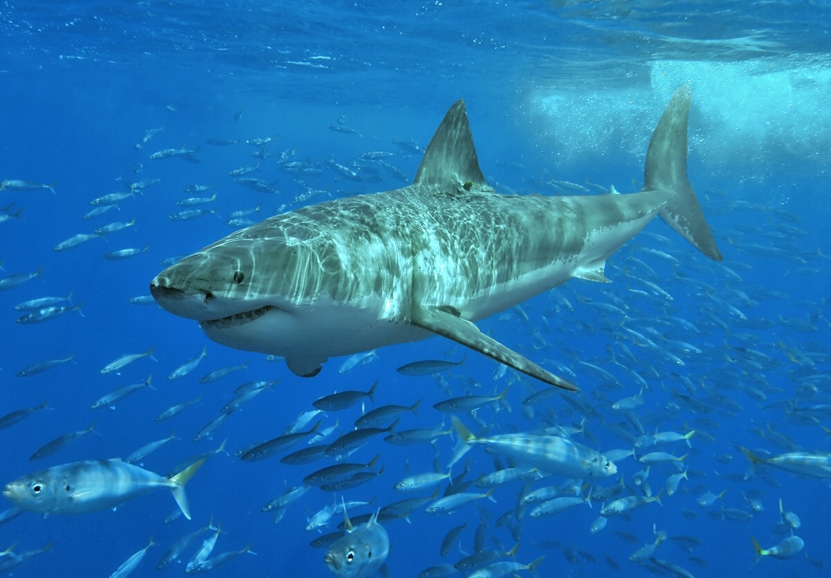 The Megamouth Shark- A New Species – San Diego Beach Secrets