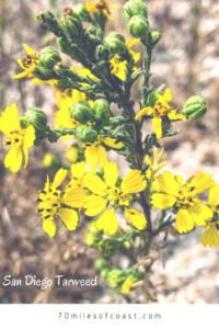 Southern California Native Plants – San Diego Beach Secrets