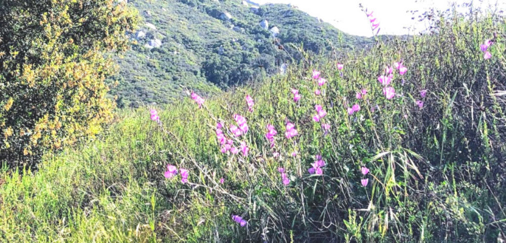 Southern California Native Plants – San Diego Beach Secrets