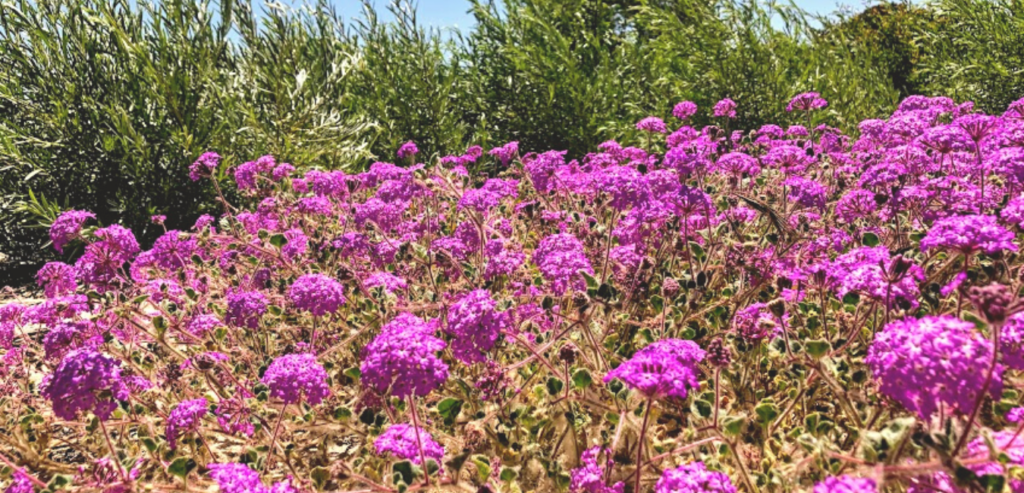 Southern California Native Plants – San Diego Beach Secrets