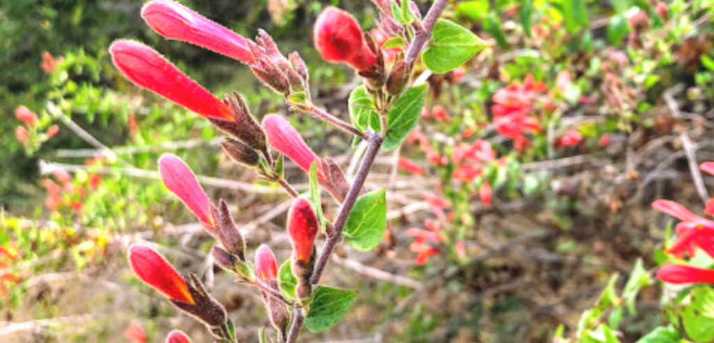 Southern California Native Plants – San Diego Beach Secrets