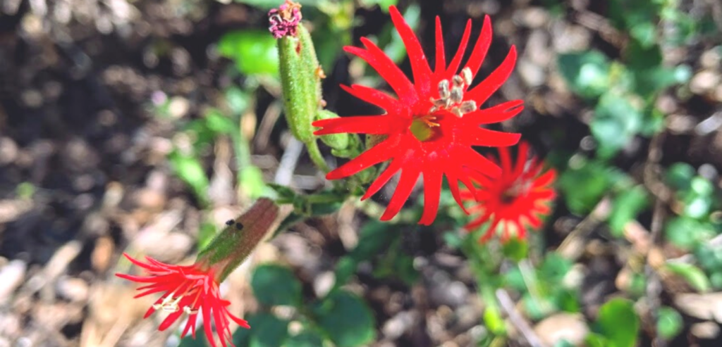 Southern California Native Plants – San Diego Beach Secrets