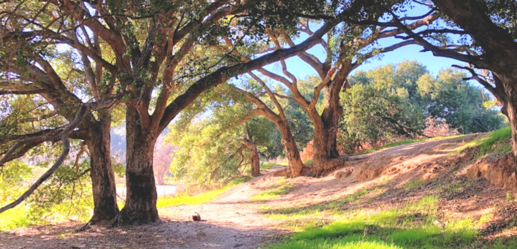 Southern California Native Plants – San Diego Beach Secrets