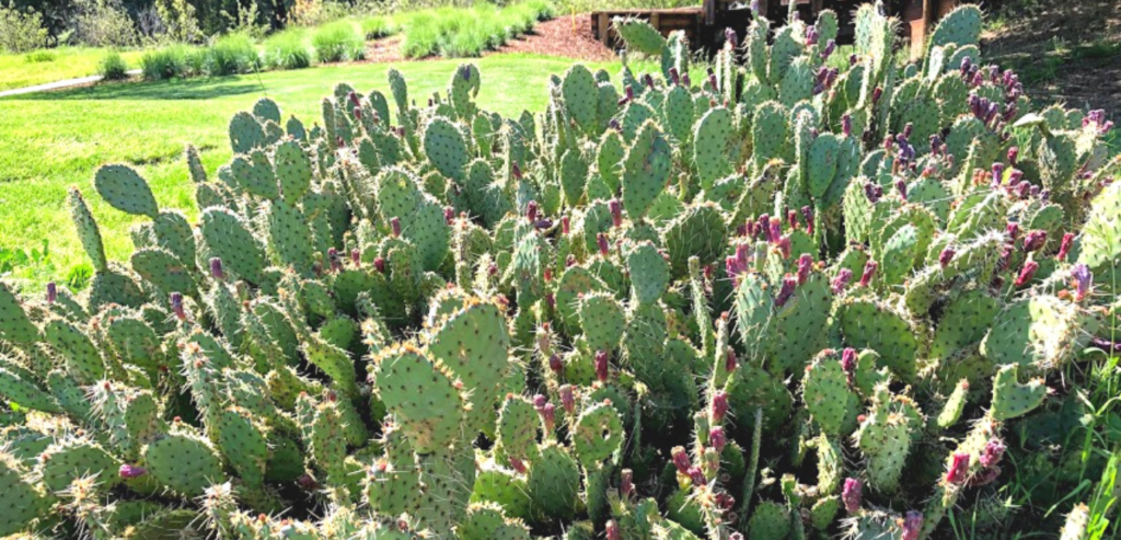 Southern California Native Plants – San Diego Beach Secrets