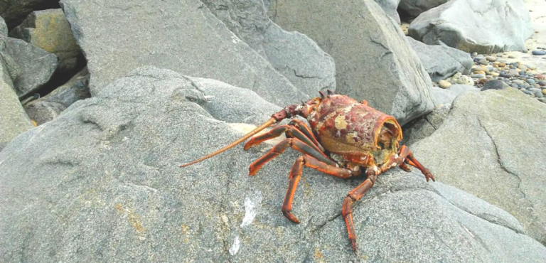 California Spiny Lobster Season is Here- Updated 2025 – San Diego Beach ...