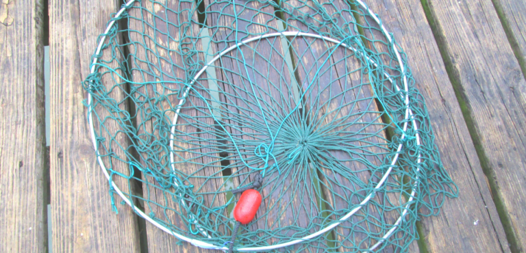 California Spiny Lobster Season is Here- Updated 2025 – San Diego Beach ...