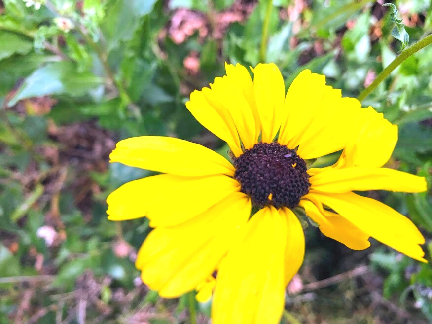 A Few Plants at Famosa Slough – San Diego Beach Secrets