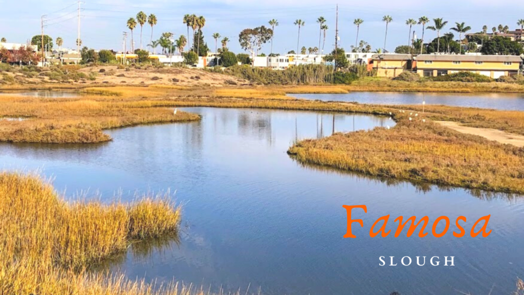 A Few Plants at Famosa Slough – San Diego Beach Secrets