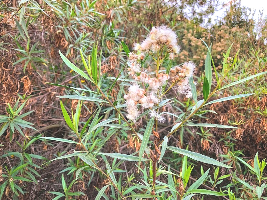 A Few Plants at Famosa Slough – San Diego Beach Secrets