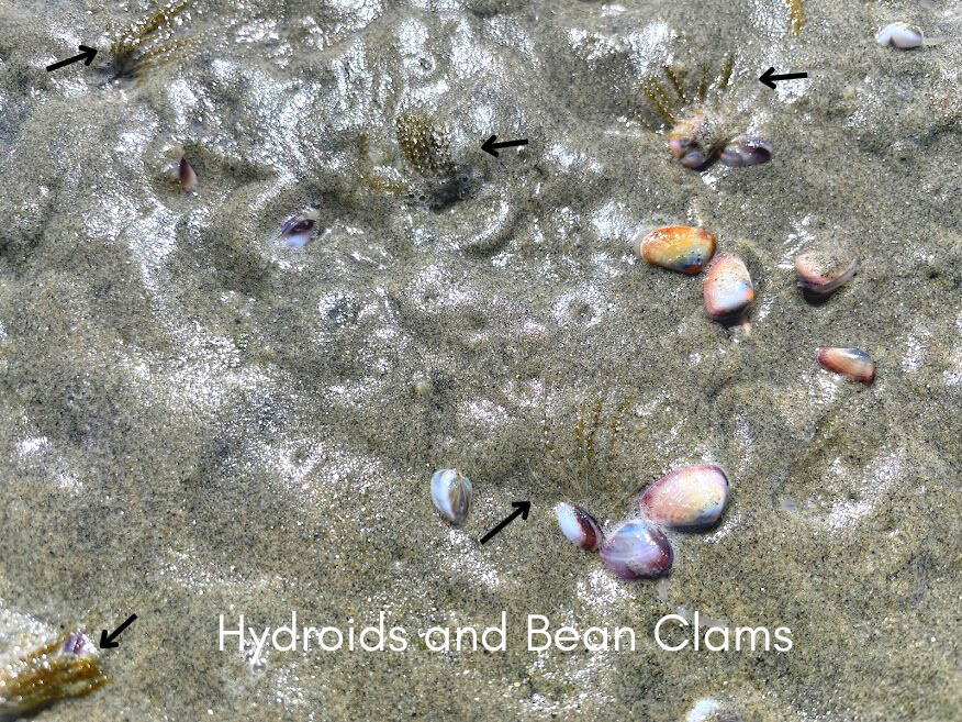 Bean Clams- A Closer Look – San Diego Beach Secrets