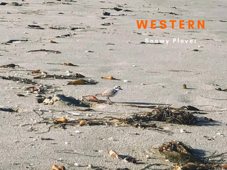 The Western Snowy Plover- A Closer Look – San Diego Beach Secrets