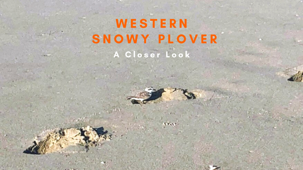 The Western Snowy Plover- A Closer Look – San Diego Beach Secrets