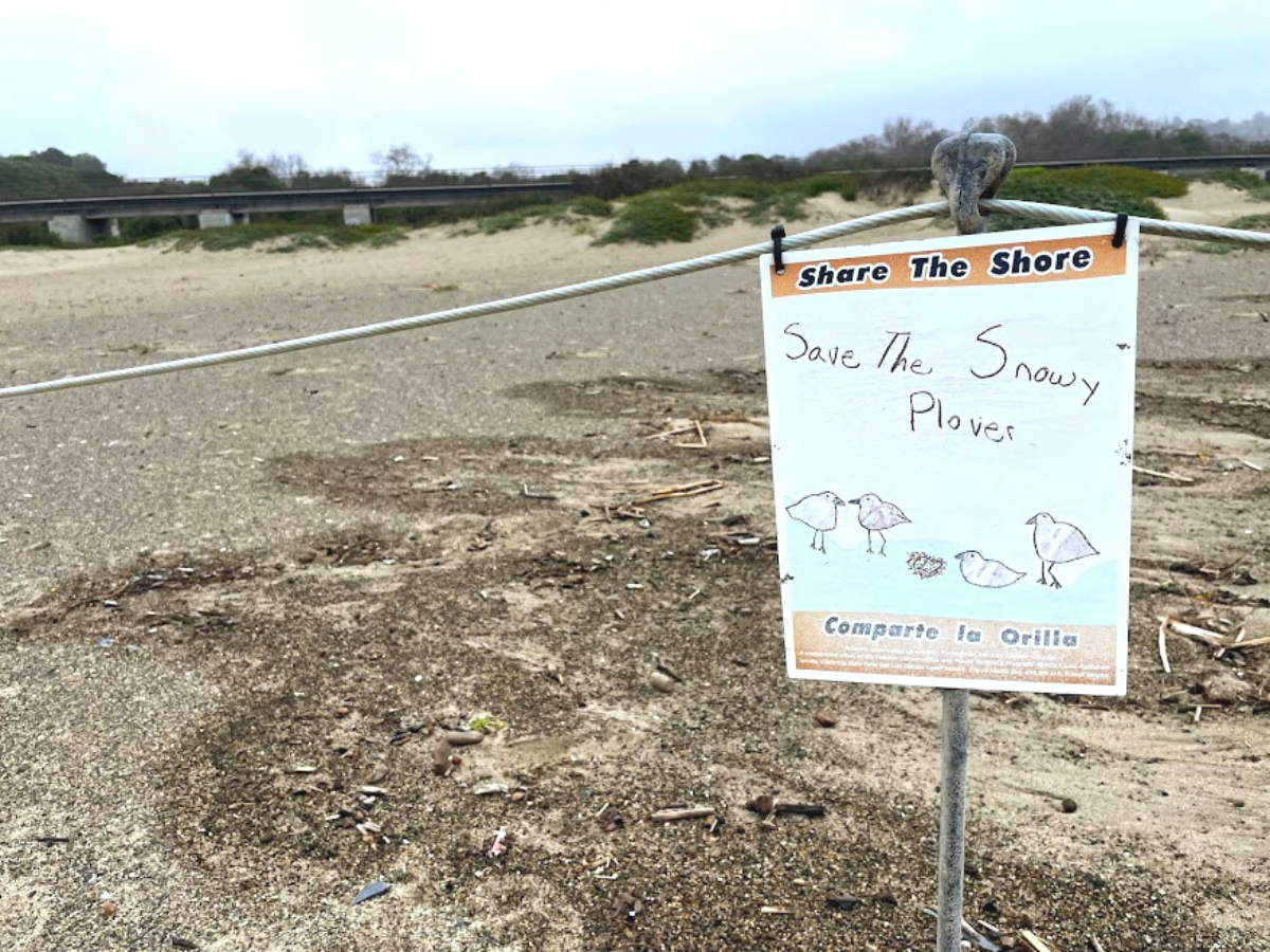 The Western Snowy Plover- A Closer Look – San Diego Beach Secrets