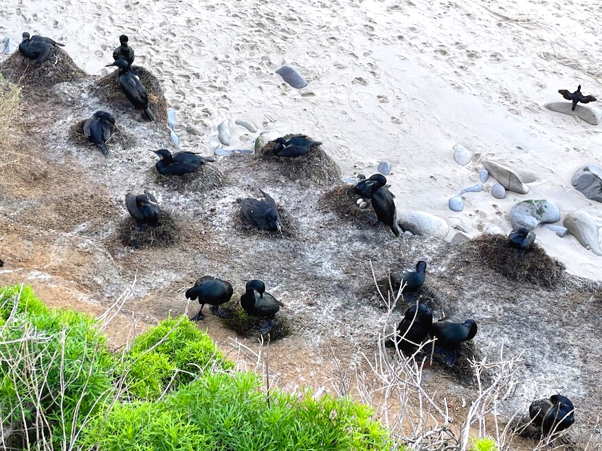 The Brandt's Cormorant- A Closer Look – San Diego Beach Secrets