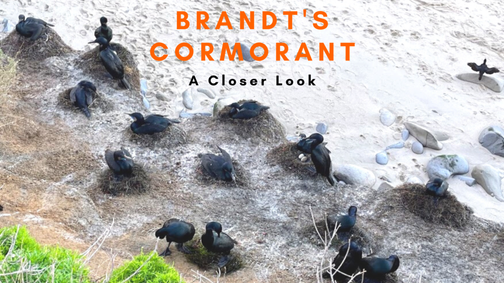 The Brandt's Cormorant- A Closer Look – San Diego Beach Secrets