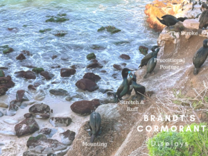 The Brandt's Cormorant- A Closer Look – San Diego Beach Secrets