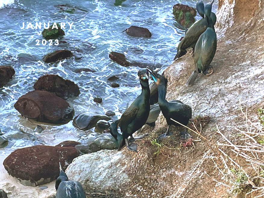 The Brandt's Cormorant- A Closer Look – San Diego Beach Secrets