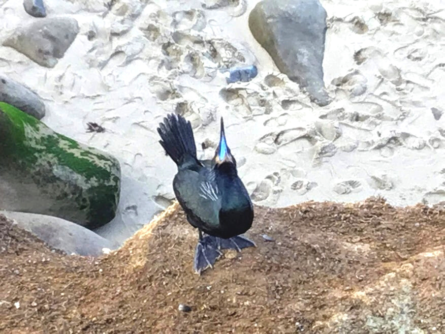 The Brandt's Cormorant- A Closer Look – San Diego Beach Secrets